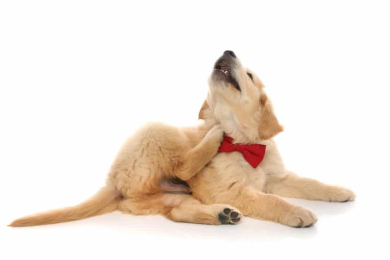 Reasons Why Your Labrador Is Constantly Scratching | Puplore