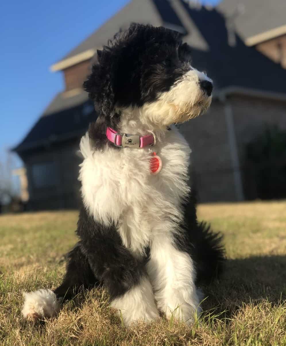 Old English Sheepdog vs Sheepadoodle - What Are The Differences? | Puplore