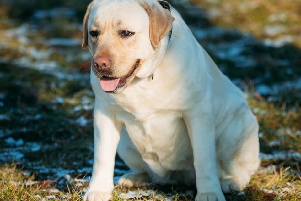 Overweight Labrador? Things to Know to Keep Your Lab Healthy Overweight Labrador? Things to Know to Keep Your Lab Healthy