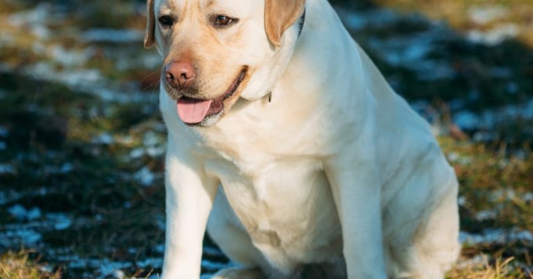 Overweight Labrador? Things to Know to Keep Your Lab Healthy