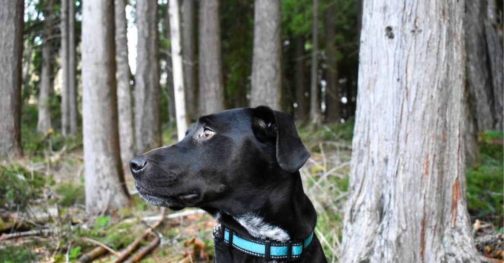 Pointing Lab vs. Flushing Lab: Which Is Better? | Puplore