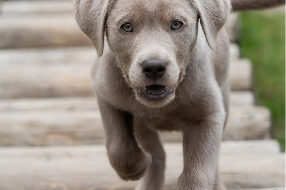 Silver Labs: Everything You Need to Know | Puplore