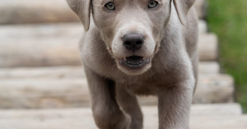 Silver Labs: Everything You Need to Know | Puplore