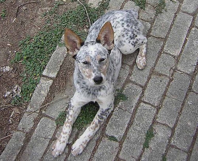 Blue Heeler vs Texas Heeler – What Are The Differences? | Puplore