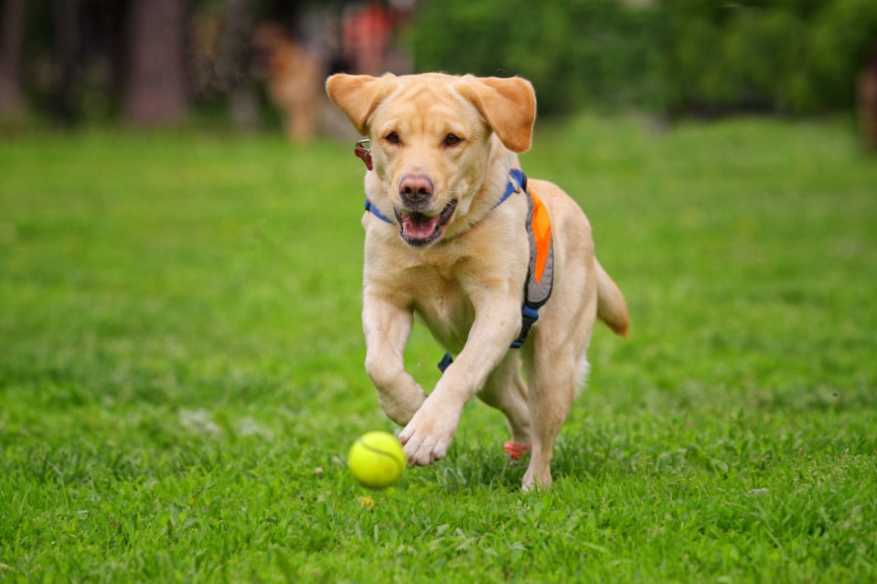 Things to Teach Your Labrador: Basic Yet Fun Tricks to Teach Them | Puplore