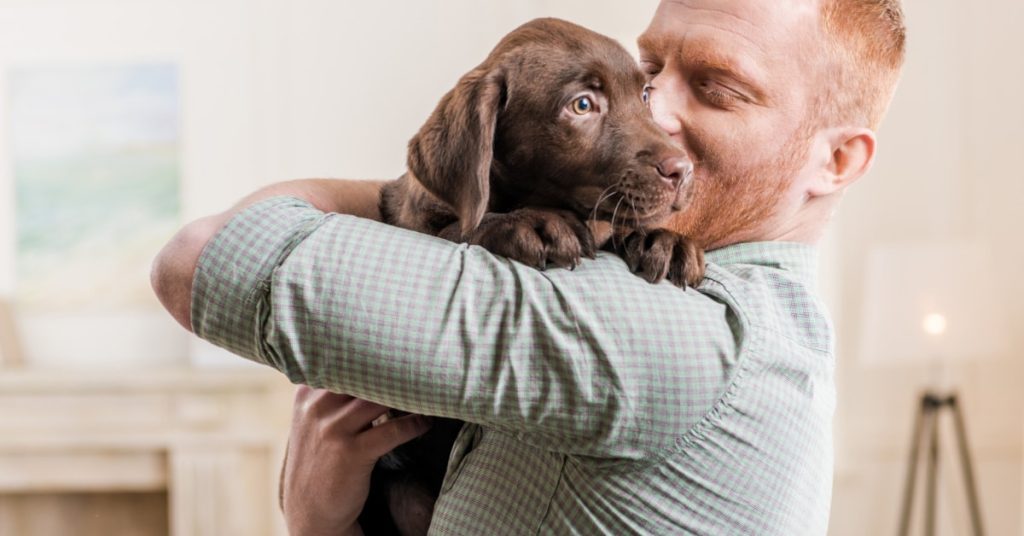 Lab Puppy Care Tips - How to Raise Them | Puplore