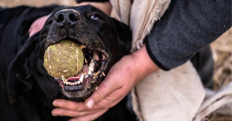 How to Train Your Lab Puppy Not to Bite : Training Puppies