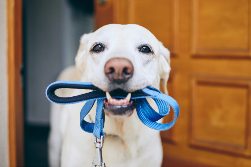 Labrador Off Leash Training: Understand How to Train Them