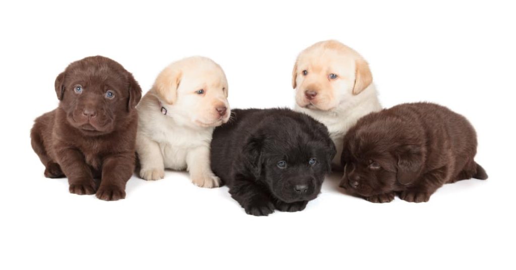 Why Labradors Are So Popular - 10 Fantastic Reasons to Know